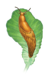 Organic Slug Control Methods – Mother Earth News